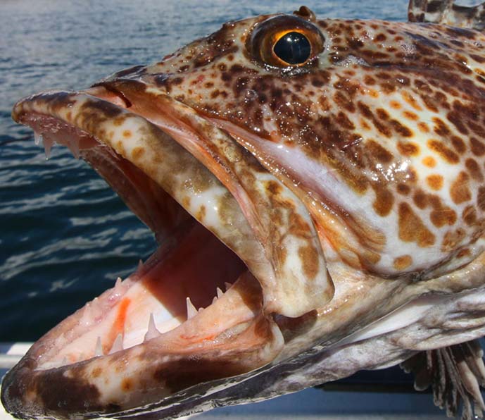 The Kenai Peninsula's Best Ocean Fishing Charters