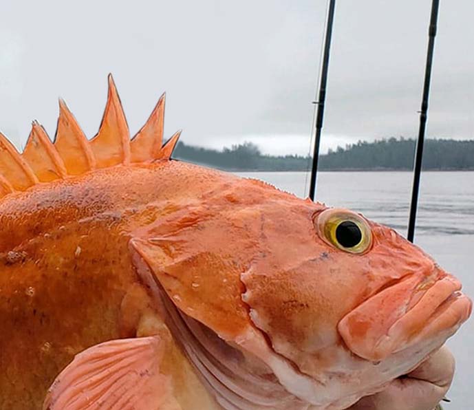 The Kenai Peninsula's Best Ocean Fishing Charters